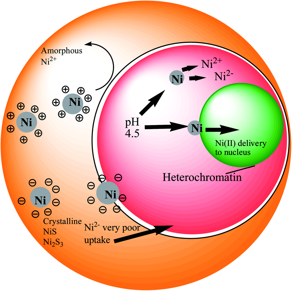 A Comprehensive Review On The Sources Essentiality And Toxicological