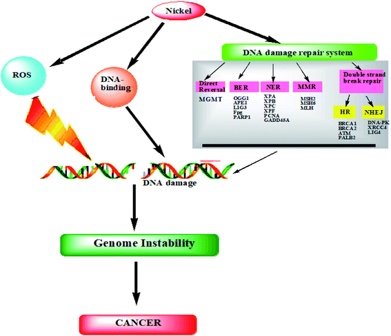 A comprehensive review on the sources, essentiality and toxicological ...