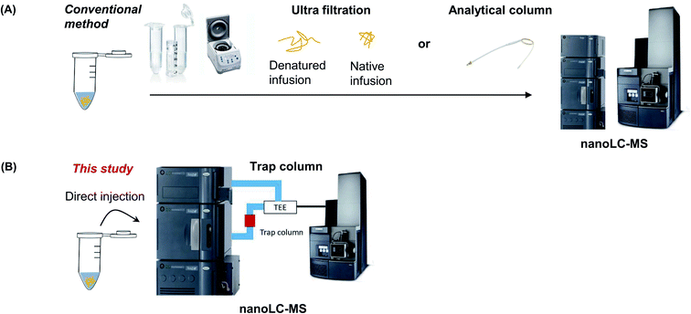 Trap column-based intact mass spectrometry for rapid and accurate ...