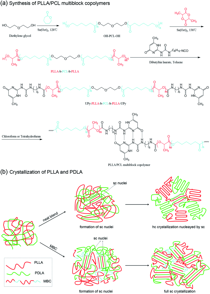 Crystallization, thermal and mechanical properties of stereocomplexed ...