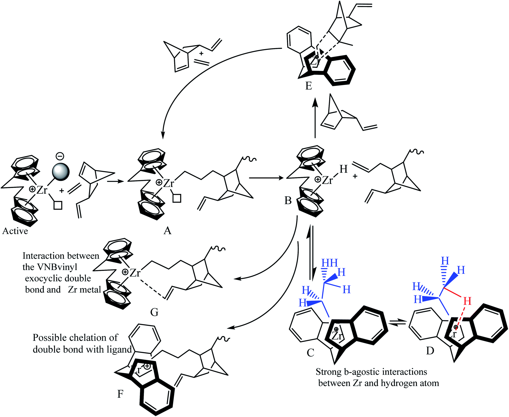 Polymerization kinetics of bicyclic olefins and mechanism with ...