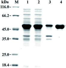 Identification of a novel ene reductase from Pichia angusta with ...