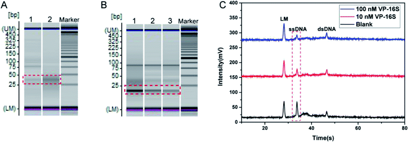 Biosensing bacterial 16S rDNA by microchip electrophoresis combined ...