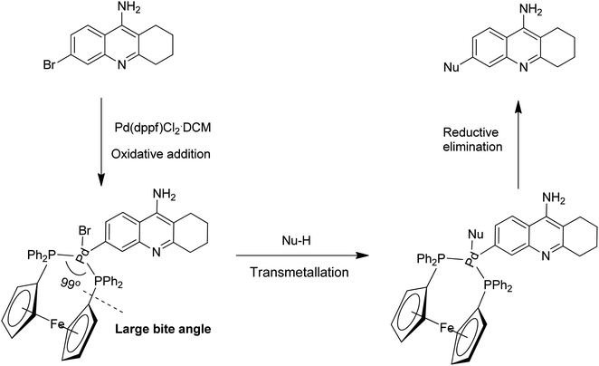 Towards novel tacrine analogues: Pd(dppf)Cl 2 ·CH 2 Cl 2 catalyzed ...