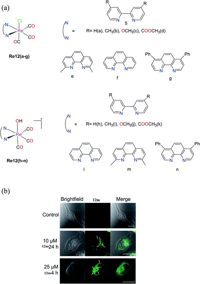 Target-specific mononuclear and binuclear rhenium( i ) tricarbonyl ...