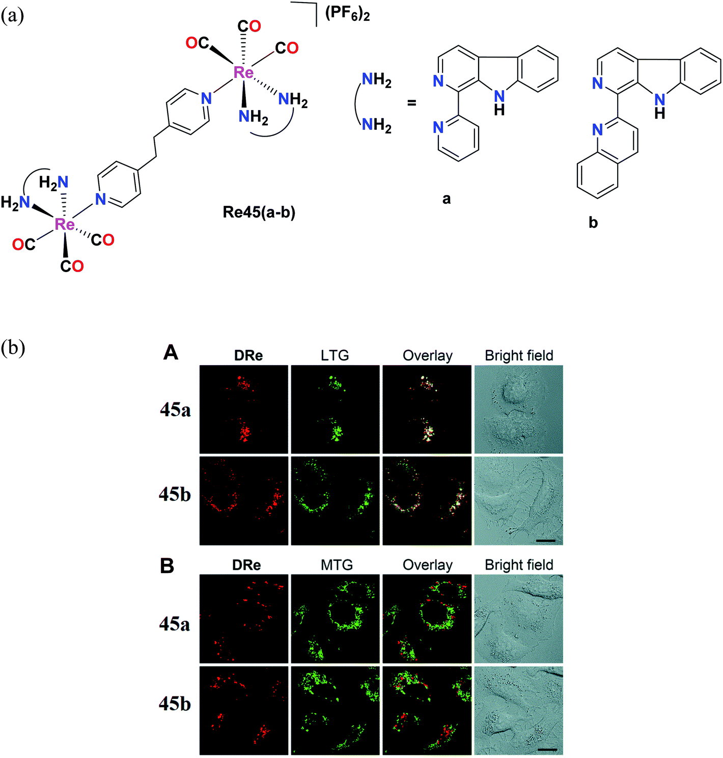 Target-specific mononuclear and binuclear rhenium( i ) tricarbonyl ...