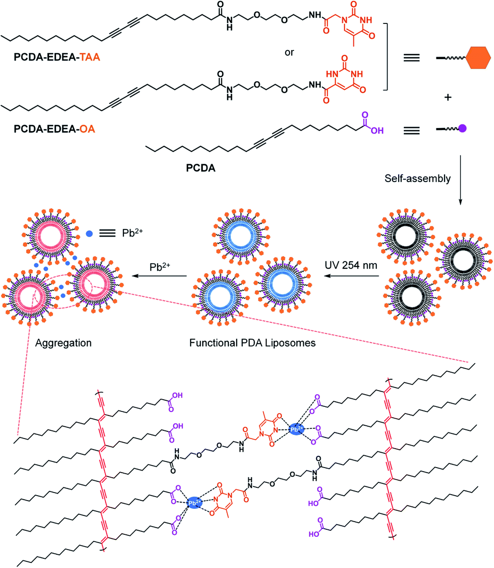 Polydiacetylene-based colorimetric and fluorometric sensors for lead ...
