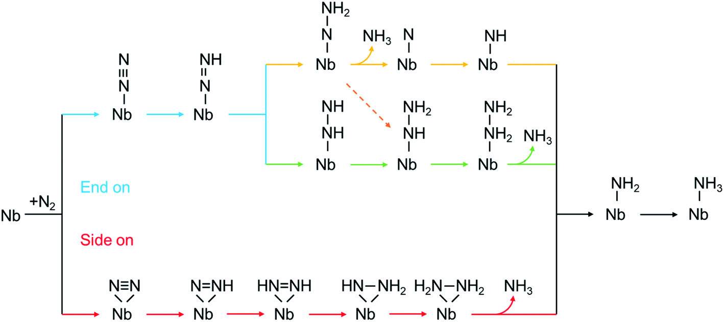 Improved nitrogen reduction activity of NbSe 2 tuned by edge chirality ...