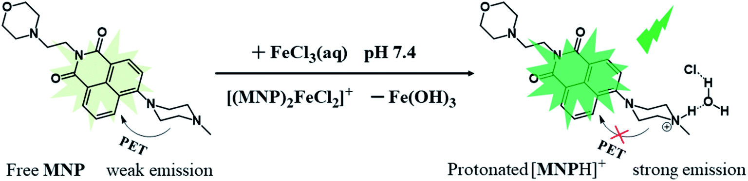 A novel dual-capability naphthalimide-based fluorescent probe for Fe 3+ ion detection and ...