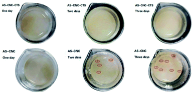 Preparation of coated paper reinforced by a blend of anionic-starch ...