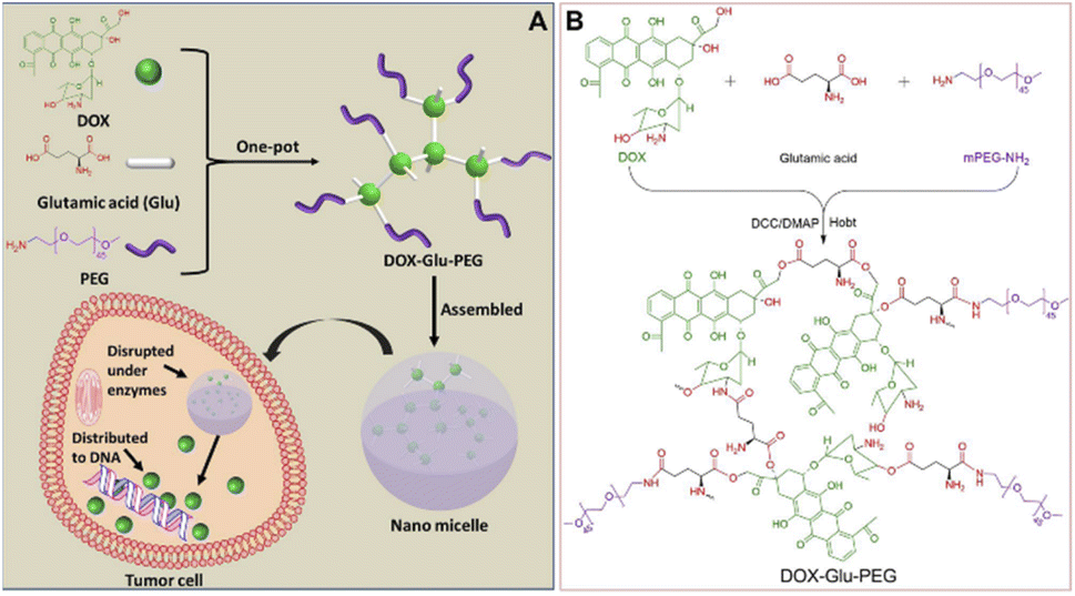 One-pot synthesis and enzyme-responsiveness of amphiphilic doxorubicin ...