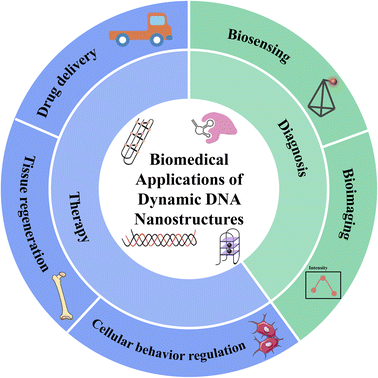 Advances and prospects of dynamic DNA nanostructures in biomedical ...