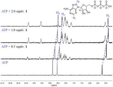 Efficient fluorescent recognition of ATP/GTP by a water-soluble ...