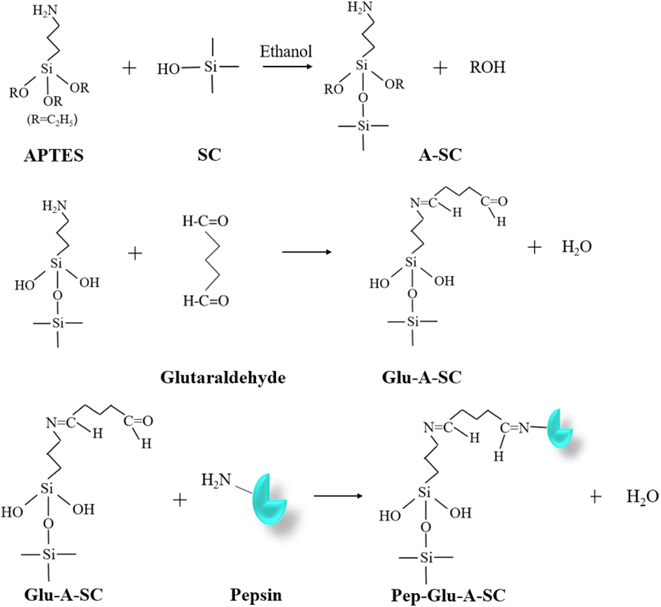 Preparation of immobilized pepsin for extraction of collagen from ...
