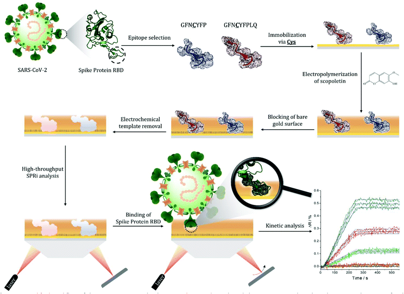 Peptide epitope-imprinted polymer microarrays for selective protein ...