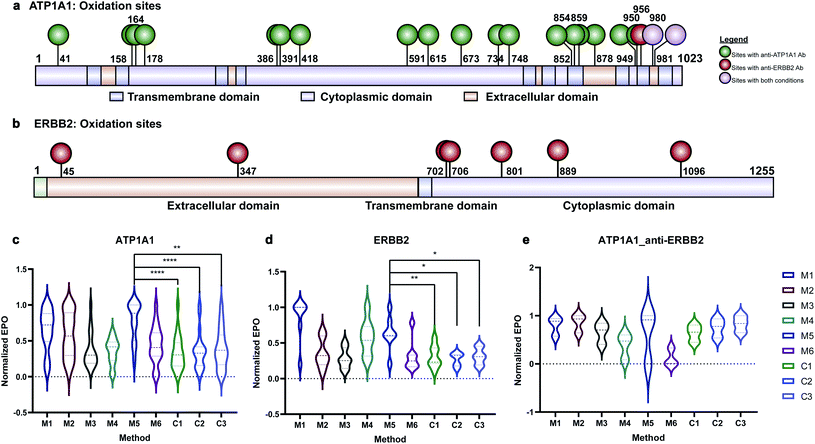 A proximity labeling method for protein–protein interactions on cell ...