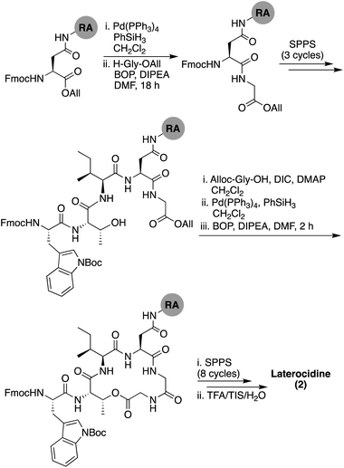 Synthetic studies with the brevicidine and laterocidine lipopeptide ...