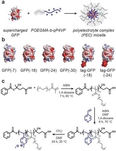 Protein charge parameters that influence stability and cellular ...