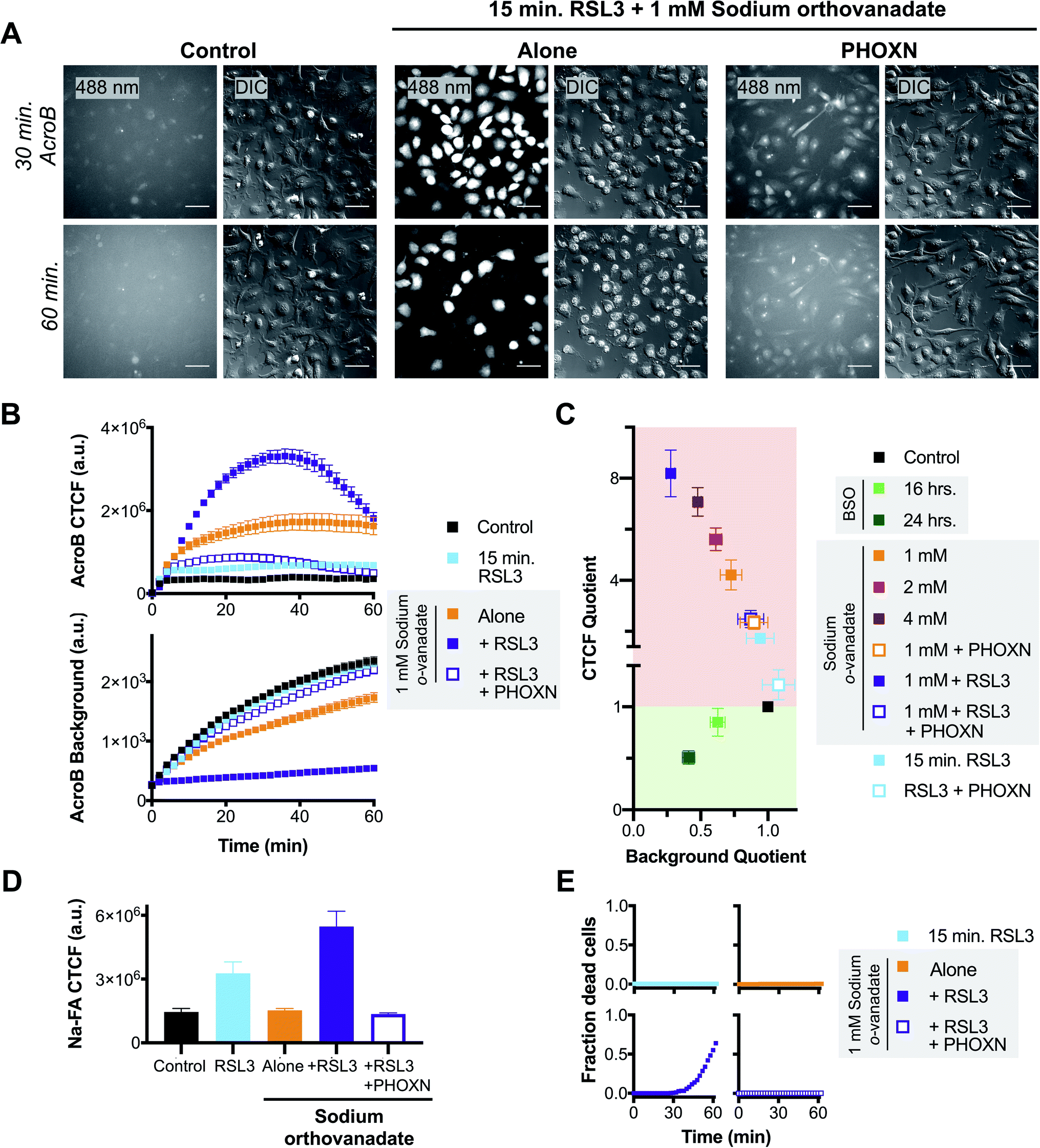 Live-cell imaging reveals impaired detoxification of lipid-derived ...