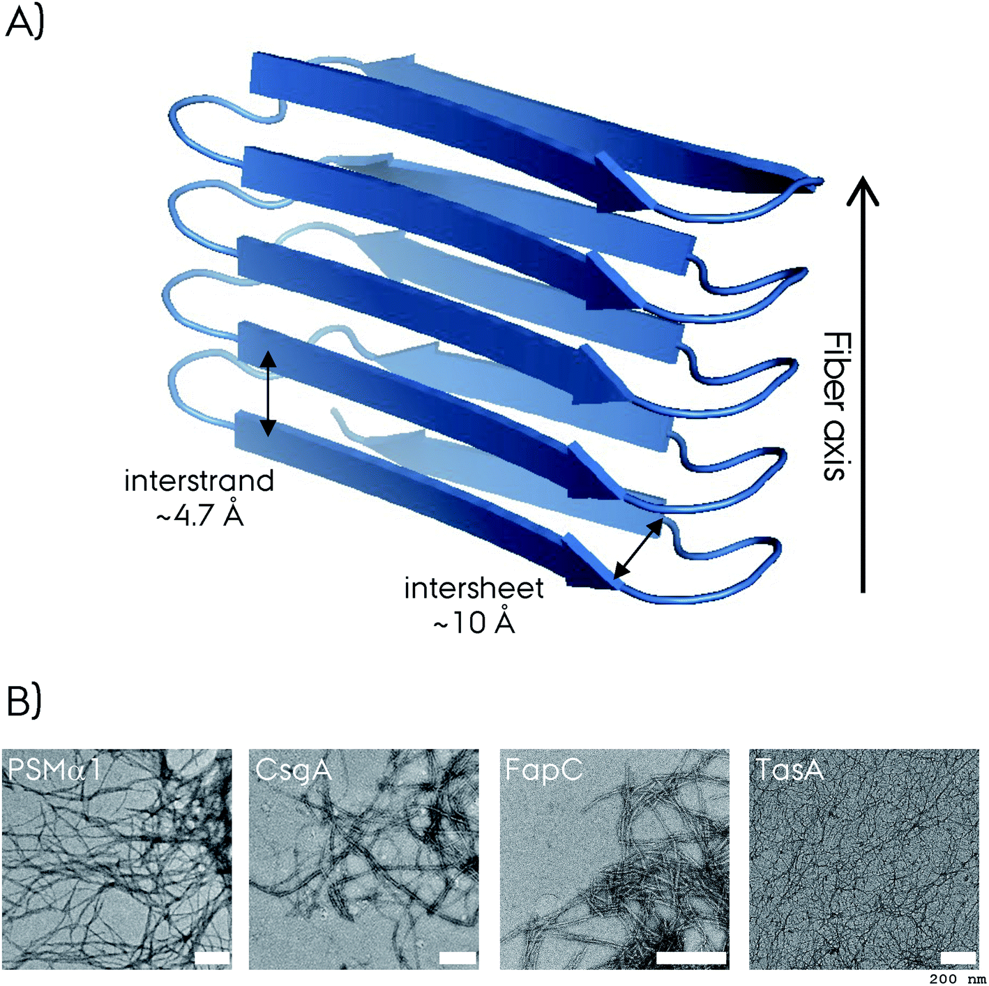 Functional amyloids from bacterial biofilms – structural properties and ...