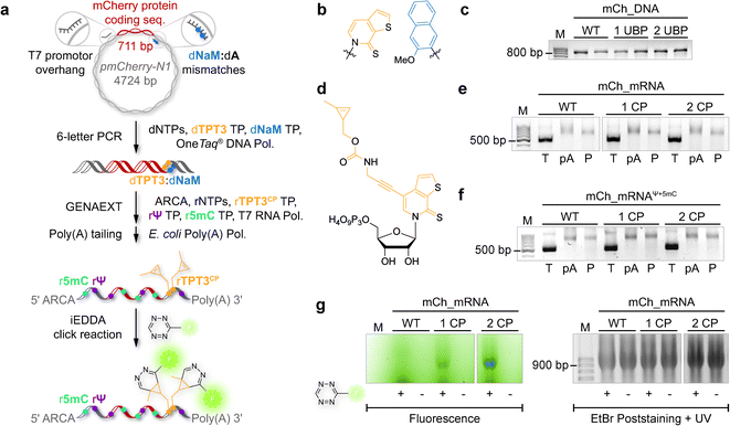 Stronger together for in-cell translation: natural and unnatural base ...