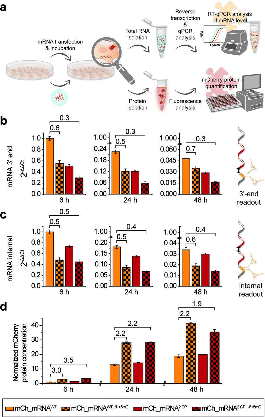 Stronger together for in-cell translation: natural and unnatural base ...