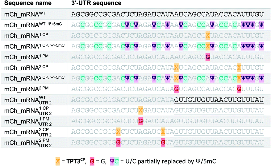 Stronger together for in-cell translation: natural and unnatural base ...