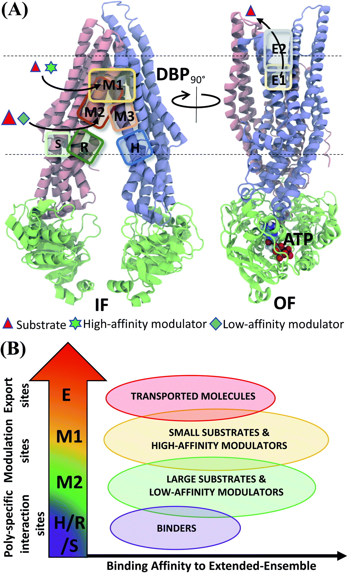Extended-ensemble docking to probe dynamic variation of ligand binding ...