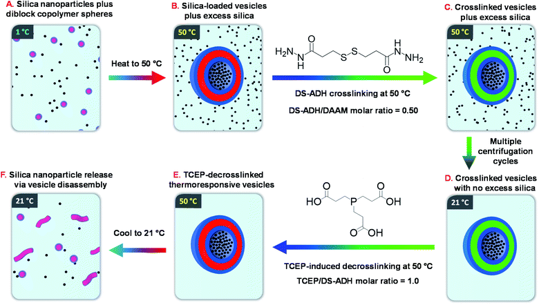 Silica nanoparticle-loaded thermoresponsive block copolymer vesicles: a ...