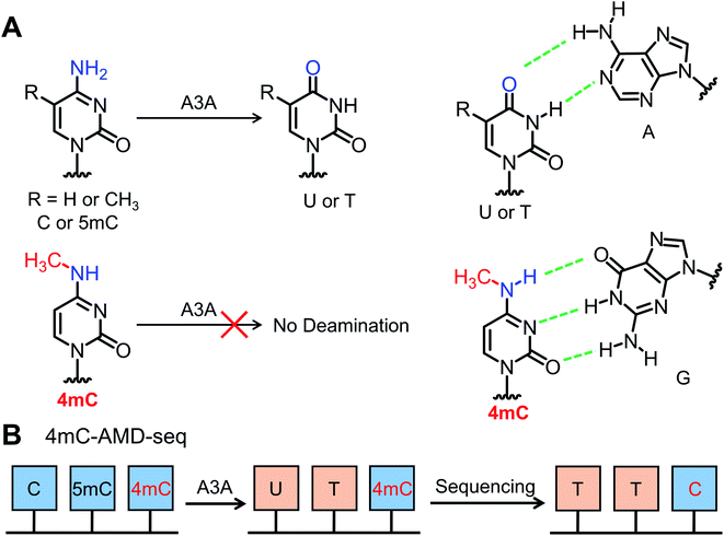 Genome-wide mapping of N 4 -methylcytosine at single-base resolution by ...