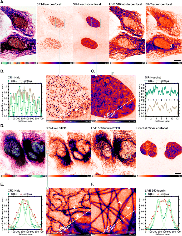 N -Cyanorhodamines: cell-permeant, photostable and bathochromically ...