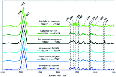 Simultaneous Raman and infrared spectroscopy: a novel combination for ...