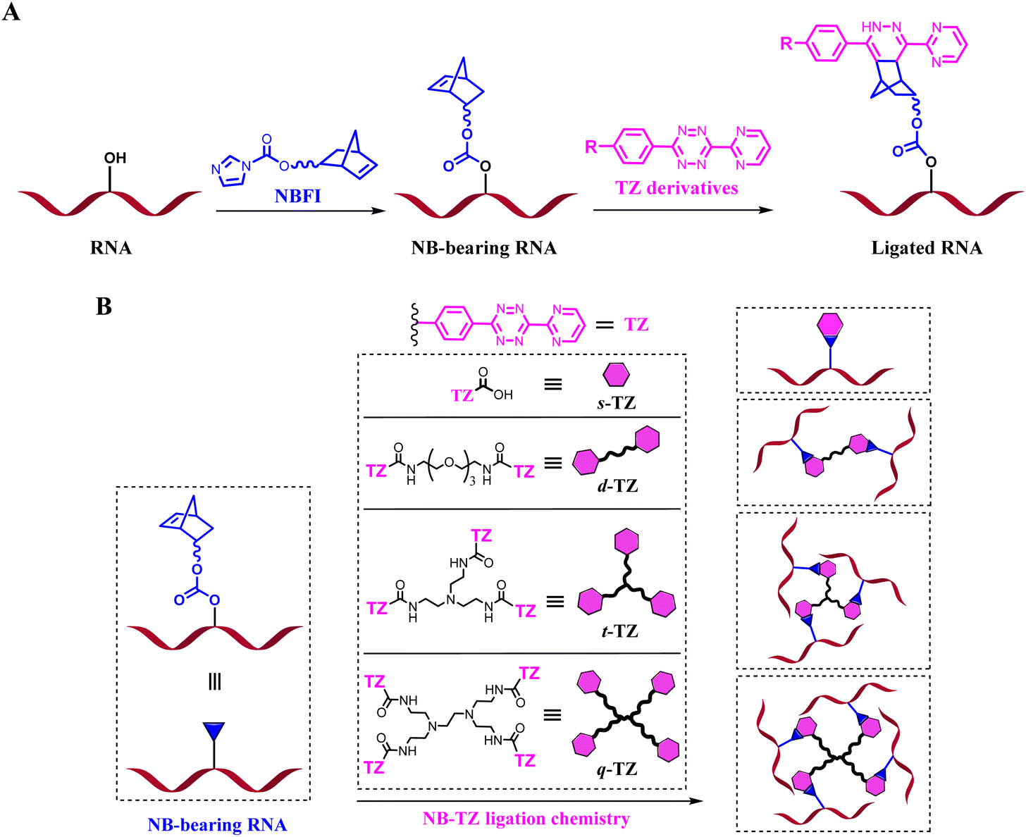 Norbornene-tetrazine ligation chemistry for controlling RNA-guided ...