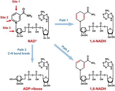 Electrocatalytic NAD + reduction via hydrogen atom-coupled electron ...