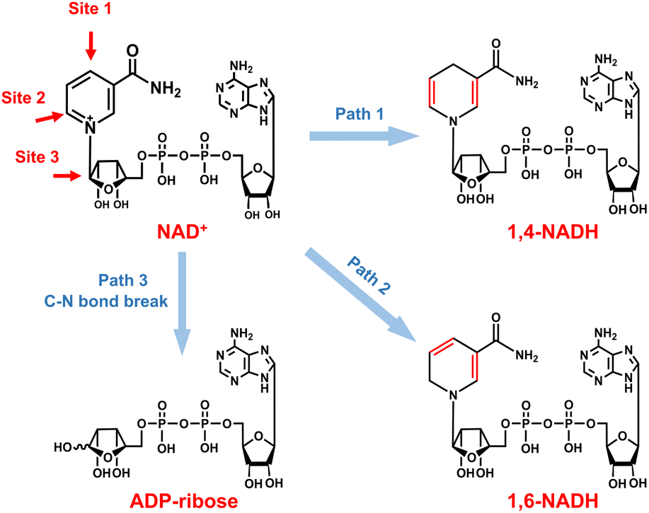 Nadh Mechanism 19.13: Biological Reductions Chemistry LibreTexts