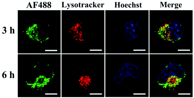 A stimulus-responsive hexahedron DNA framework facilitates targeted and ...