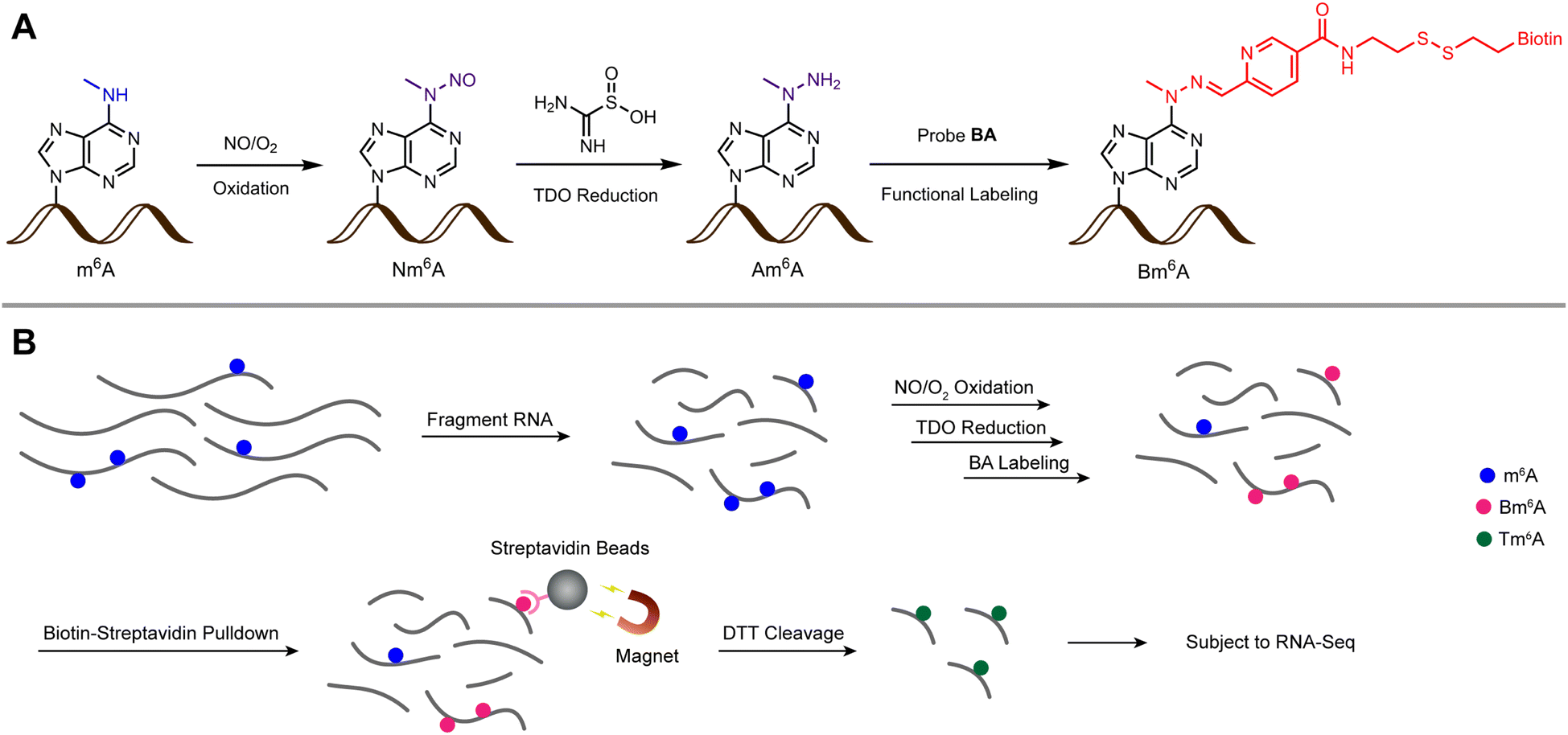 Transcriptome Wide Profiling Of N6 Methyladenosine Via A Selective