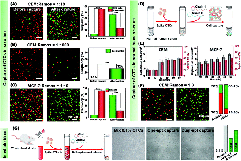A CRISPR/Cas12a-responsive dual-aptamer DNA network for specific ...