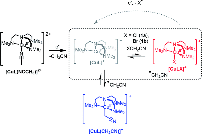 Organocopper( ii ) complexes: new catalysts for carbon–carbon bond ...