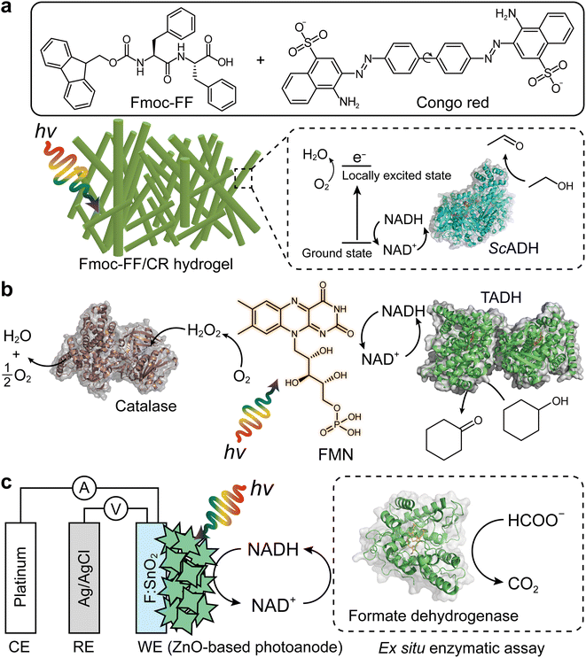 Light-driven biocatalytic oxidation - Chemical Science (RSC Publishing ...