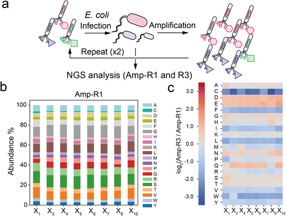 Pattern enrichment analysis for phage selection of stapled peptide ...