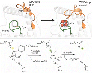 Insights into the importance of WPD-loop sequence for activity and ...