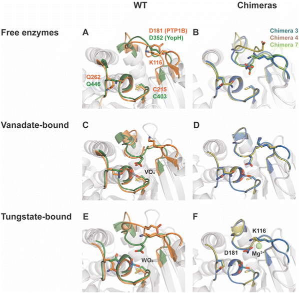 Insights into the importance of WPD-loop sequence for activity and ...