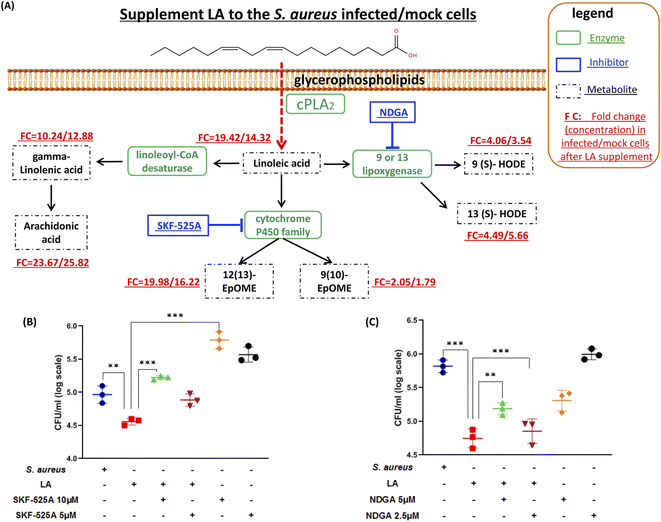 Linoleic acid metabolism activation in macrophages promotes the ...