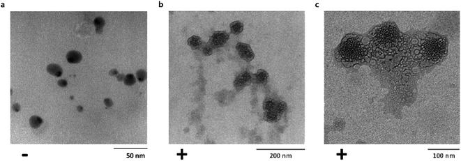 Polystyrene nanoplastics affect the human ubiquitin structure and ...