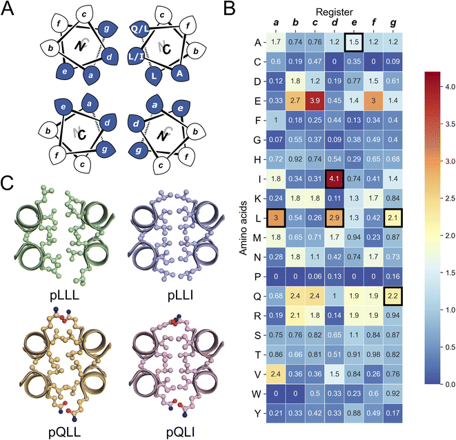 From peptides to proteins: coiled-coil tetramers to single-chain 4 ...
