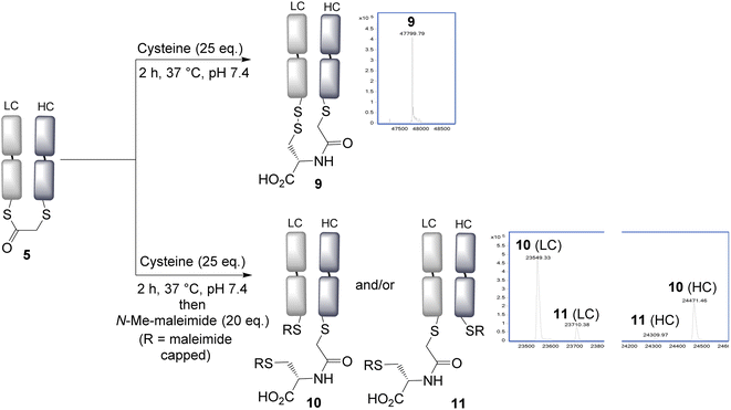 Dual reactivity disulfide bridging reagents; enabling new approaches to ...