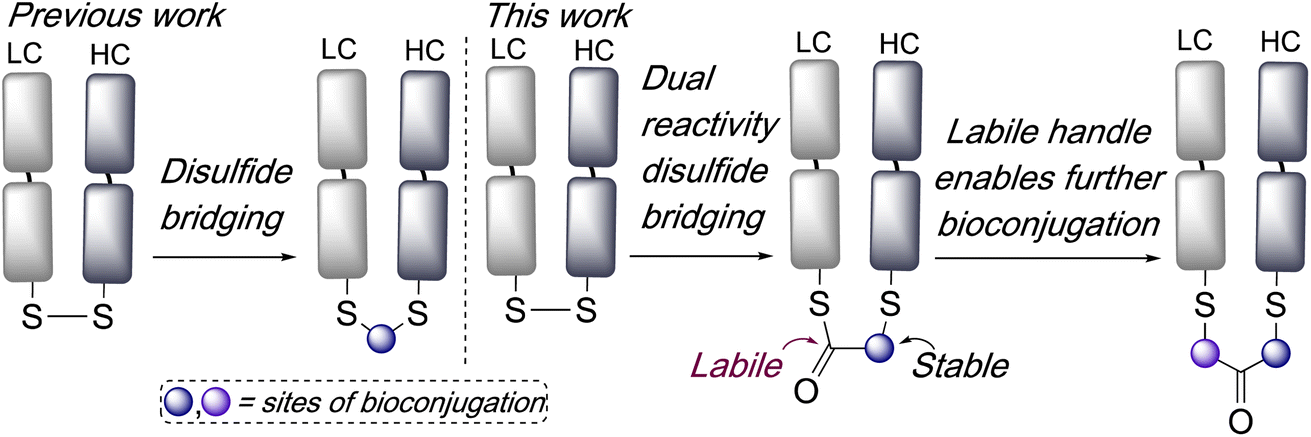 Dual reactivity disulfide bridging reagents; enabling new approaches to ...