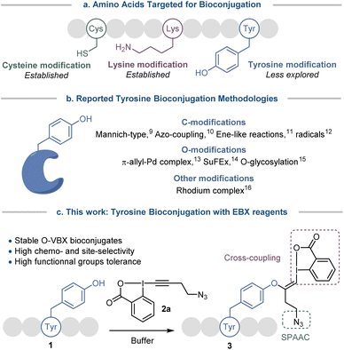 Tyrosine bioconjugation with hypervalent iodine - Chemical Science (RSC ...