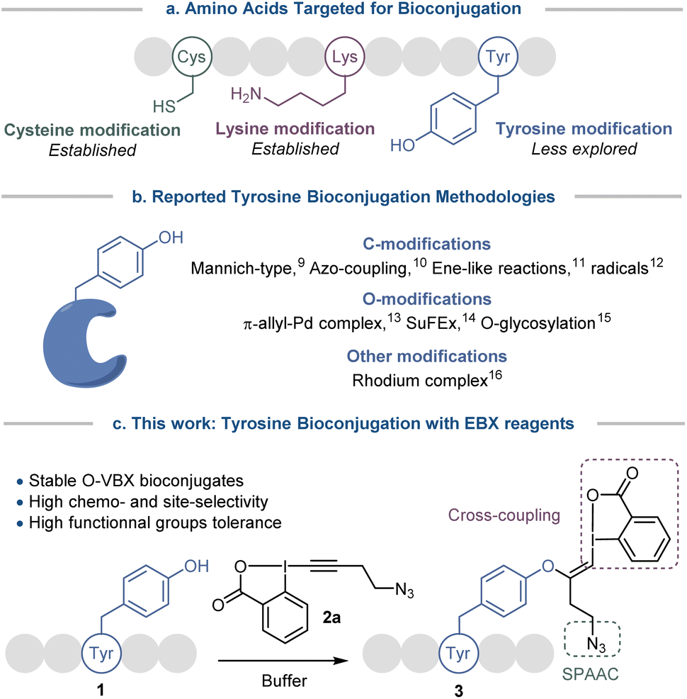 Tyrosine bioconjugation with hypervalent iodine - Chemical Science (RSC ...